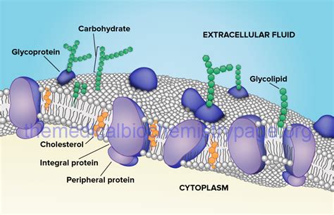 Biological Membranes And Membrane Transport Processes The Medical
