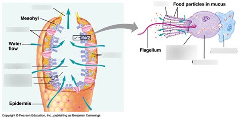 Porifera Diagram Quizlet