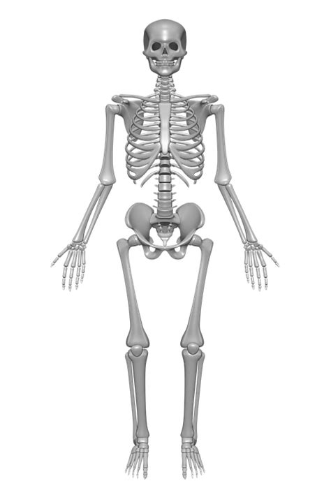 Gambar Tulang Tengkorak Pulp