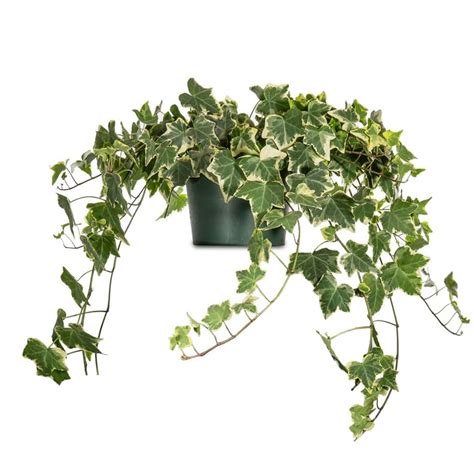 How To Care For Your English Ivy Plant Omysa
