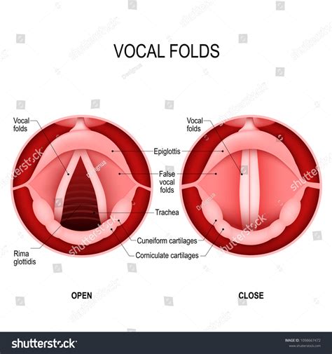 Vocal Folds 2 By Asklepios Medical Atlas