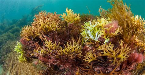 Sea Moss What Is It What It Can Do For You