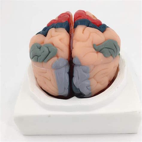 Amazon REXGEL Torso And Skeleton Models Anatomical Human Brain
