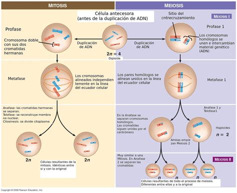 Mitosis Meiosis