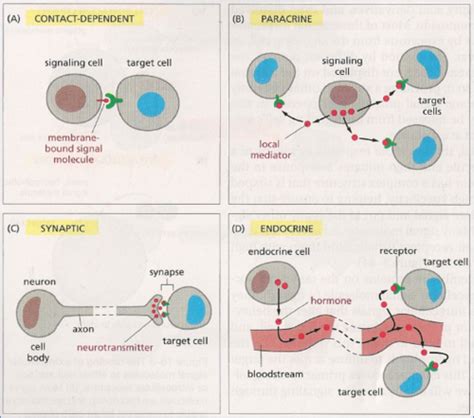 GMC Cell Signalling And Vesicular Transport Flashcards Quizlet