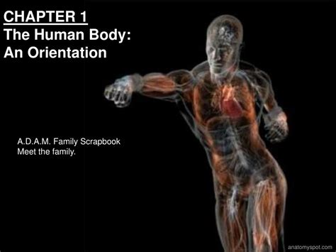 Ppt Chapter The Human Body An Orientation Powerpoint Presentation