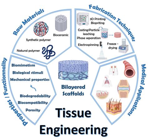Biomimetic Bilayered Scaffolds For Tissue Engineering From Current
