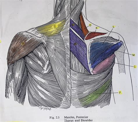 Posterior Thorax And Shoulder Diagram Quizlet