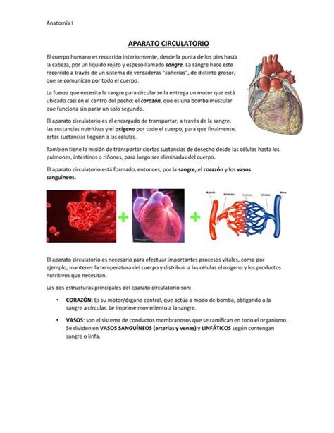 Sistema Circulatorio Arteria Corazon Images The Best Porn Website