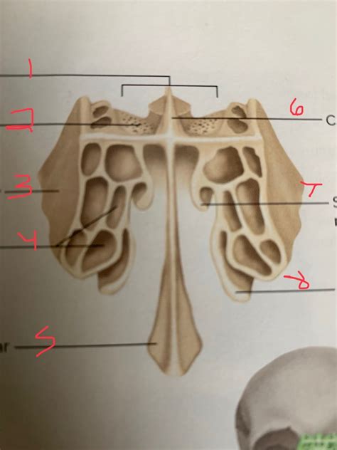 Ethmoid Bone Diagram Quizlet