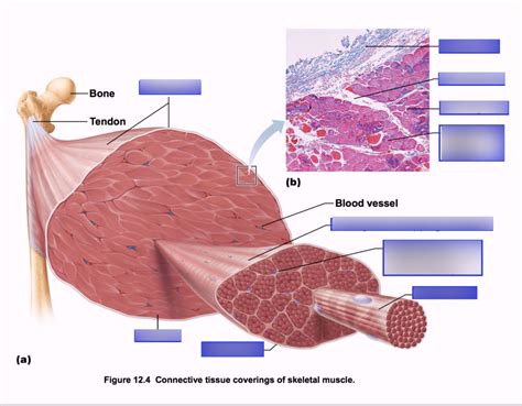 Phyl L Connective Tissue Coverings Of Skeletal Muscle Diagram Quizlet