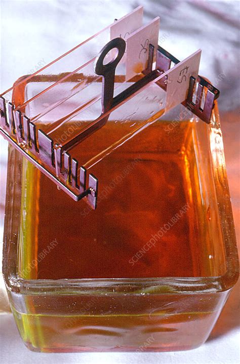 Stem Cell Research Stock Image G442 0379 Science Photo Library