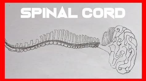 Easy Drawing Of Spinal Cord