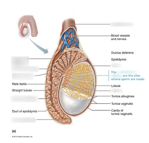 Scrotum Diagram Quizlet