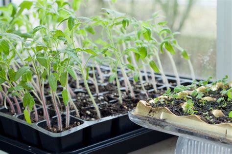 How To Start Planting Tomato Seeds Step By Step Guide Artofit