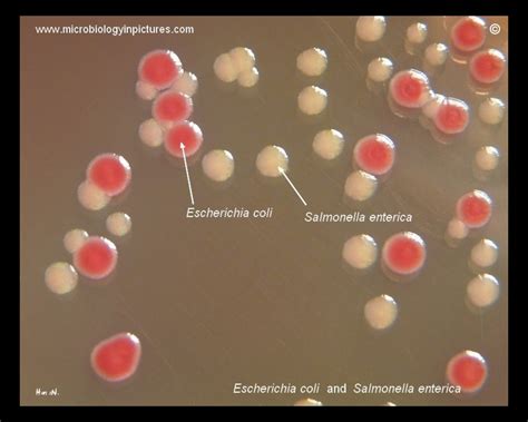 Salmonella And E Coli On MacConkey Agar Colonies Apperance And Growth