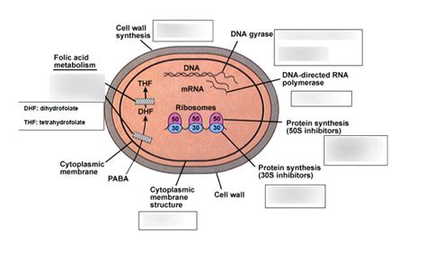 CSP Antibiotics Diagram Quizlet