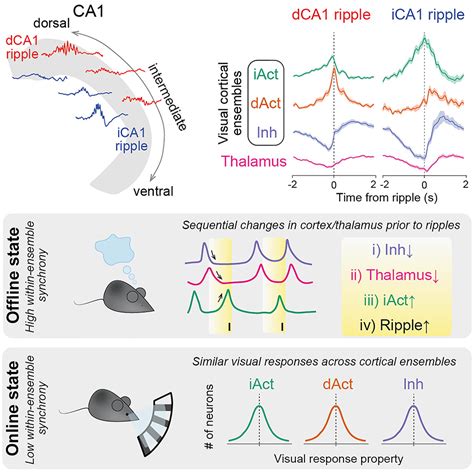 sensory cortical ensembles exhibit differential coupling to ripples in distinct hippocampal