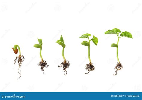Bean Seed Germination Isolated On White Stock Photo Image 39540337