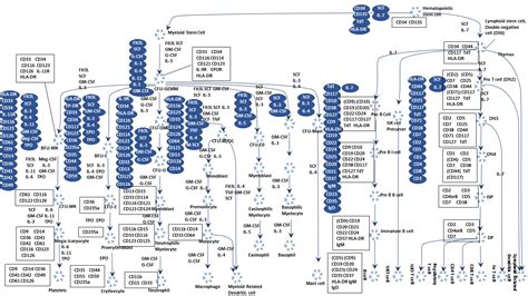 Hematopoietic Cell Lineage Cusabio