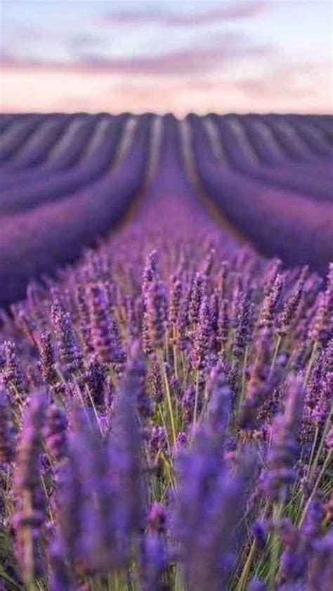 Aggregate More Than 88 Lavender Aesthetic Wallpaper Latest In Coedo