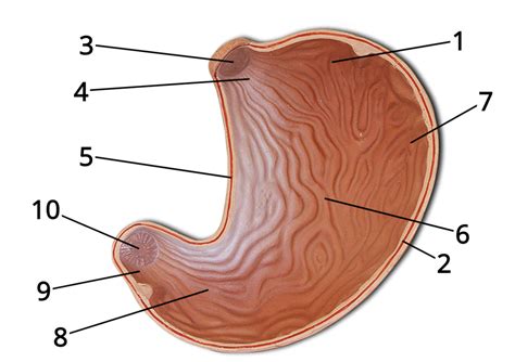 Digestive Labeling Diagram Quizlet