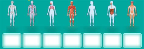 Body Organization Diagram Quizlet