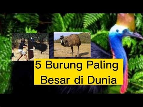 Burung Paling Berbahaya Di Dunia Indonesia Ada Gak Ya Youtube