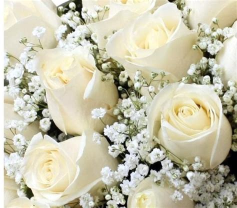 Qual é o significado das rosas brancas 4 passos