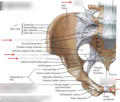 Pelvic Ligaments Part Diagram Quizlet
