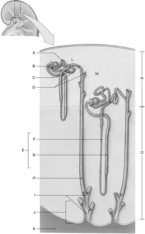 Orientation Of Cortical And Juxtamedullary Nephrons Diagram Quizlet