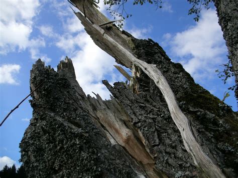 Fotos gratis naturaleza bosque rock desierto montaña planta