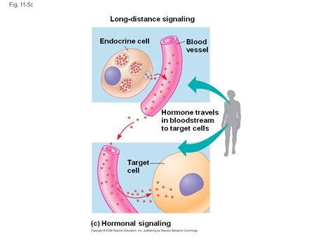 The Three Stages Of Cell Signaling A Preview