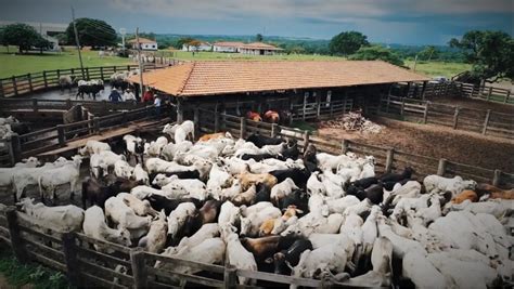 Como O Curral Para Gado De Corte Deve Ser