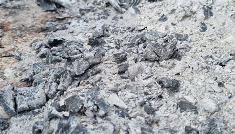 El Truco Definitivo Para Utilizar Las Cenizas De Asado En Tus Plantas Y