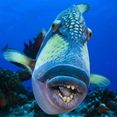 20 Bizarre Sea Creatures That Look Like They Re Not Real Ocean