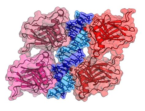 P53 Pathway Proteins Creative Biomart