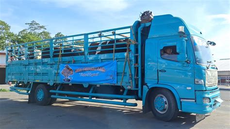 KUMPULAN SAPI RAKSASA TURUN DARI TRUK FUSO YouTube