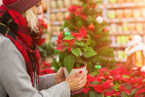 Comment Faire Refleurir Un Poinsettia Nos Astuces Pour Donner Une