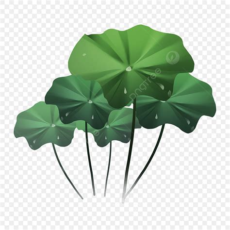 Hoja De Loto Primavera Verde Planta PNG Grande Verde Plantas Verdes