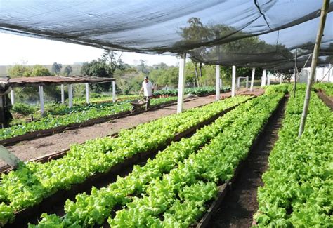 Agricultura Como iniciar uma horta orgânica Sítio Pema