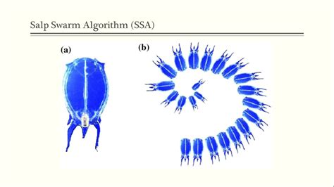 salp swarm inspired algorithm for parameters identification of photovoltaic cell models youtube