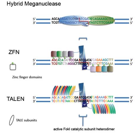 Everything You Need To Know About Genome Editing IE