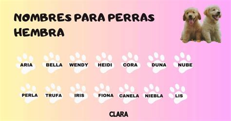 50 Nombres Originales Y Bonitos Para Perritas Mascotario