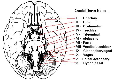 Medical Student Easy Way To REMEMBER 12 Cranial Nerves Examination