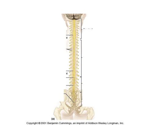 Gross Structure Of The Spinal Cord Dorsal View Diagram Quizlet