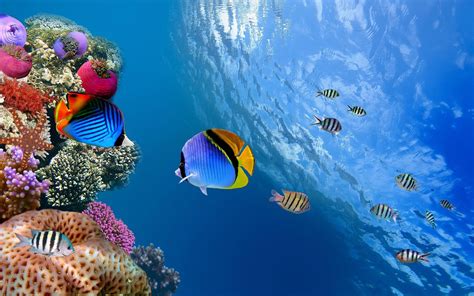 Hd Underwater Wallpapers Bigbeamng