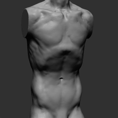 3D Male Torso Model TurboSquid 1404472