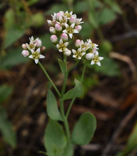 Comandra Umbellata Ssp Californica Calflora