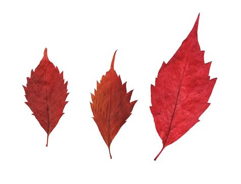 Premium Photo Set Of Beautiful Colorful Autumn Leaves Isolated On White